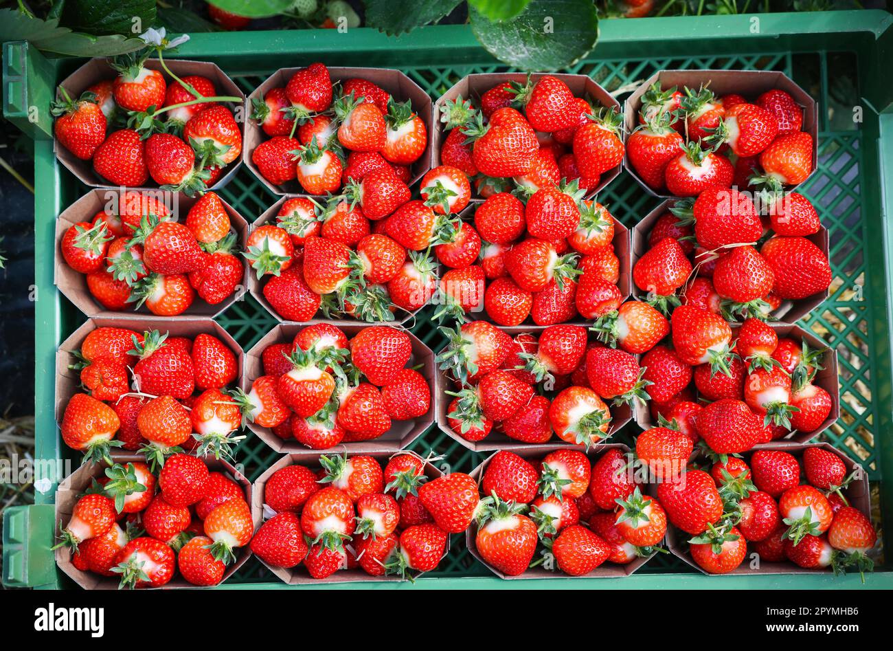 Schleswig-Holstein, Barsbüttel: 04 May 2023, Freshly harvested ...