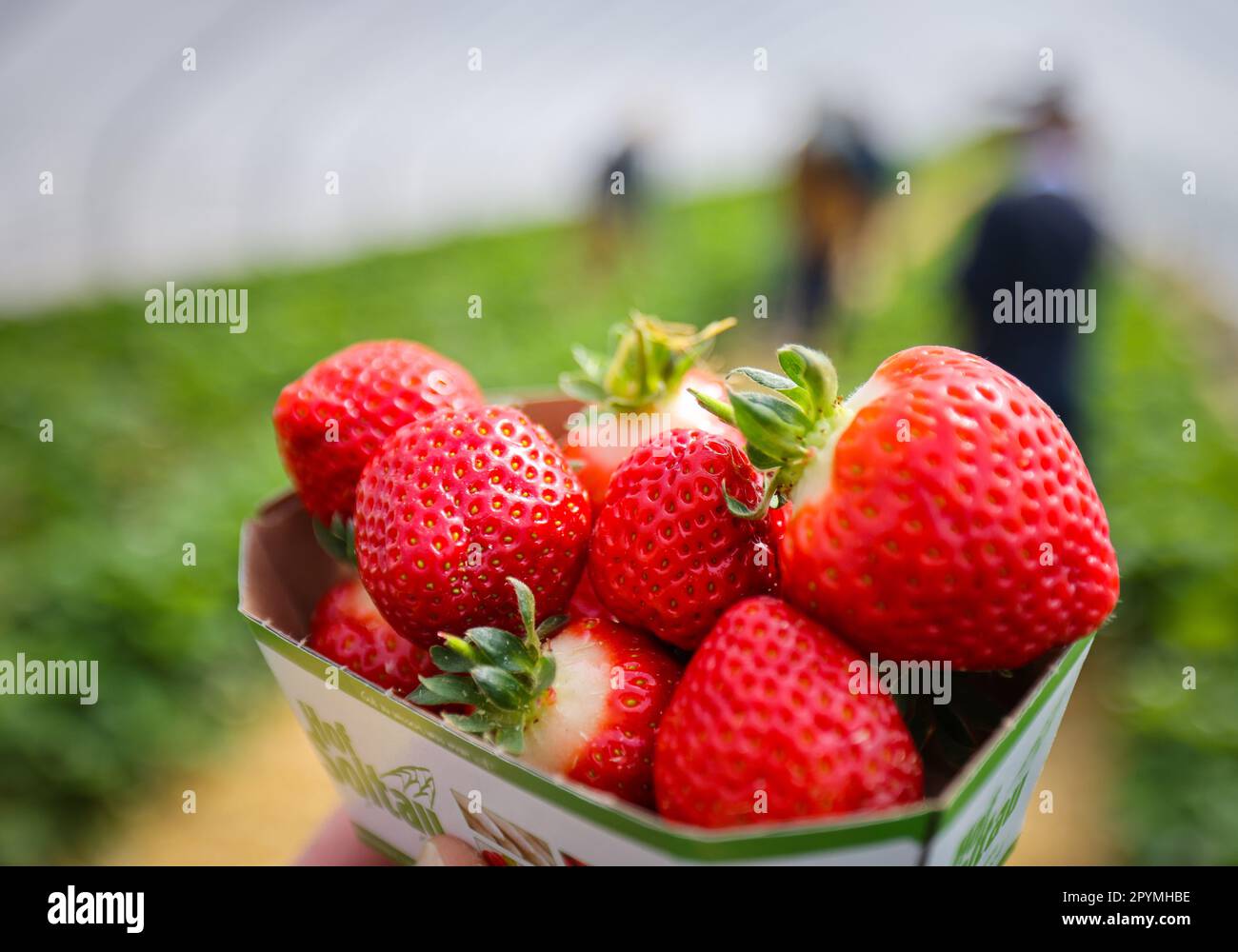 Schleswig-Holstein, Barsbüttel: 04 May 2023, Freshly harvested ...