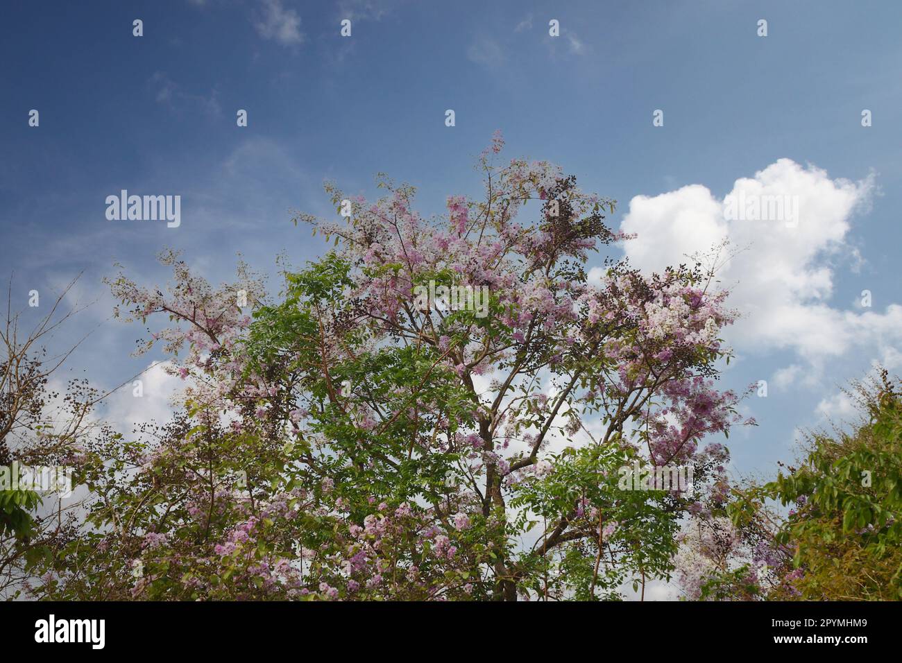 Tabaak flowers of Lagerstroemia floribunda Jack tree are blooming in ...