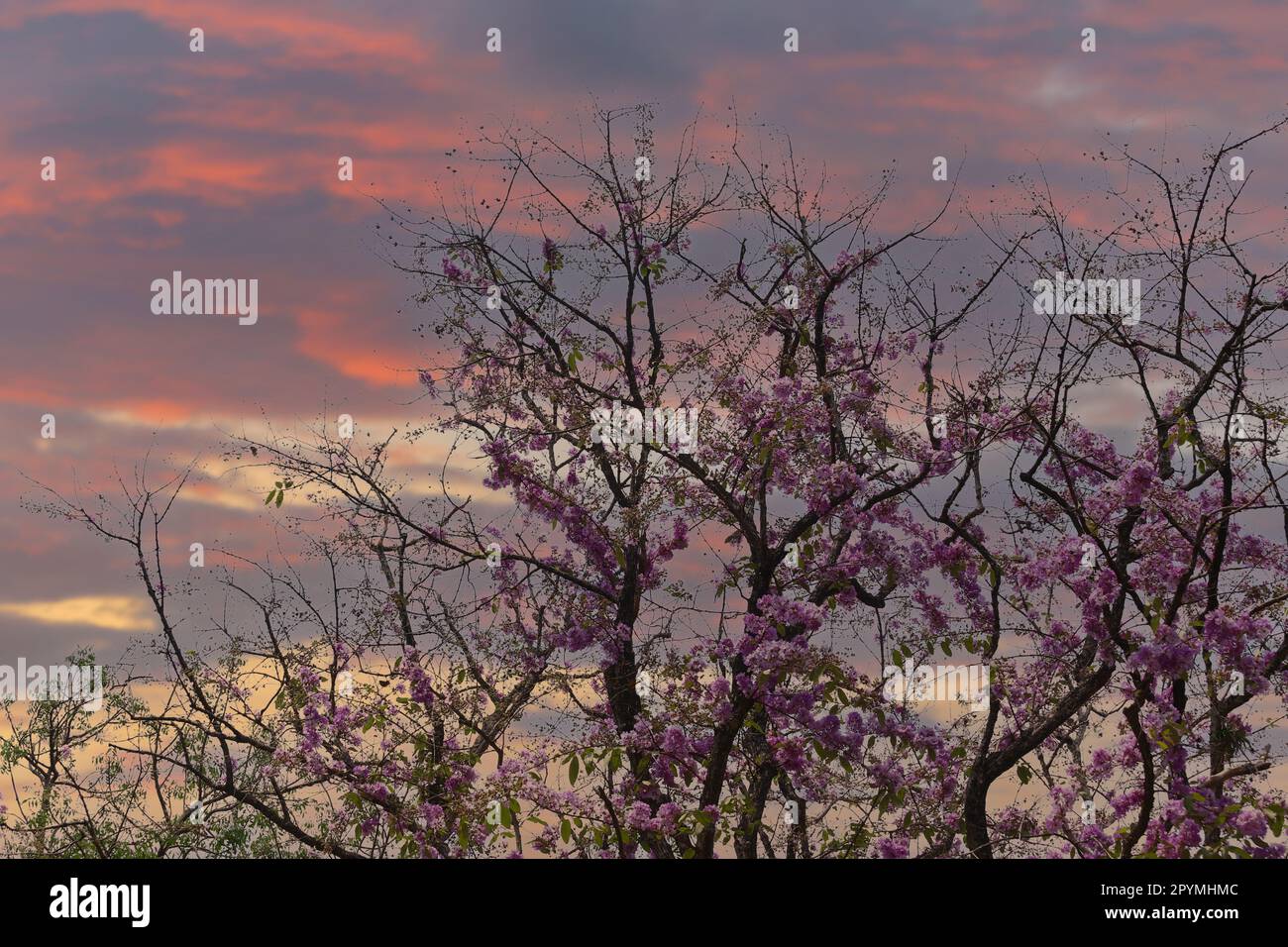 Tabaak flowers of Lagerstroemia floribunda Jack tree are blooming in ...
