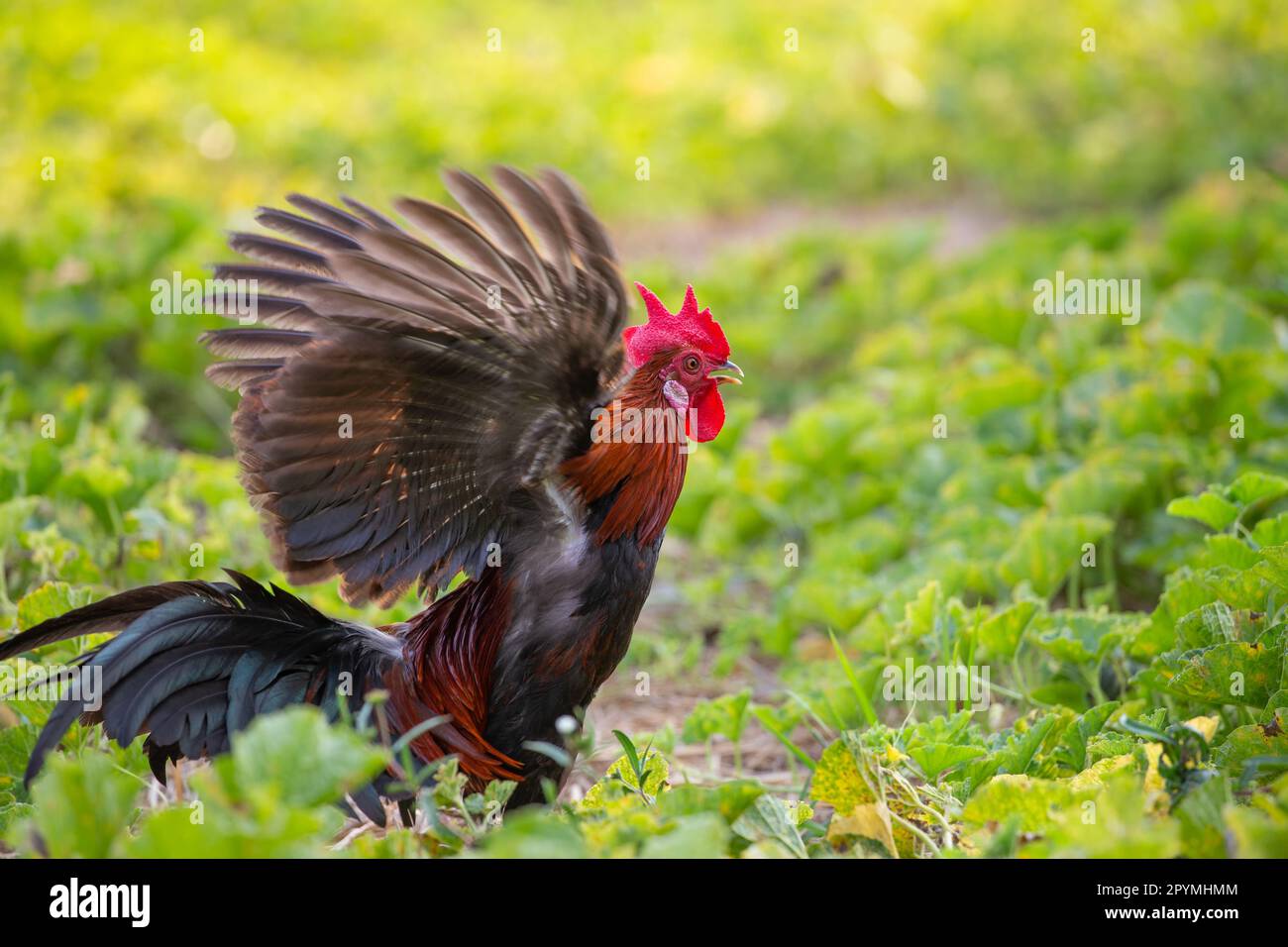 A male jungle fowl is foraging in the hillside farm where there is a ...