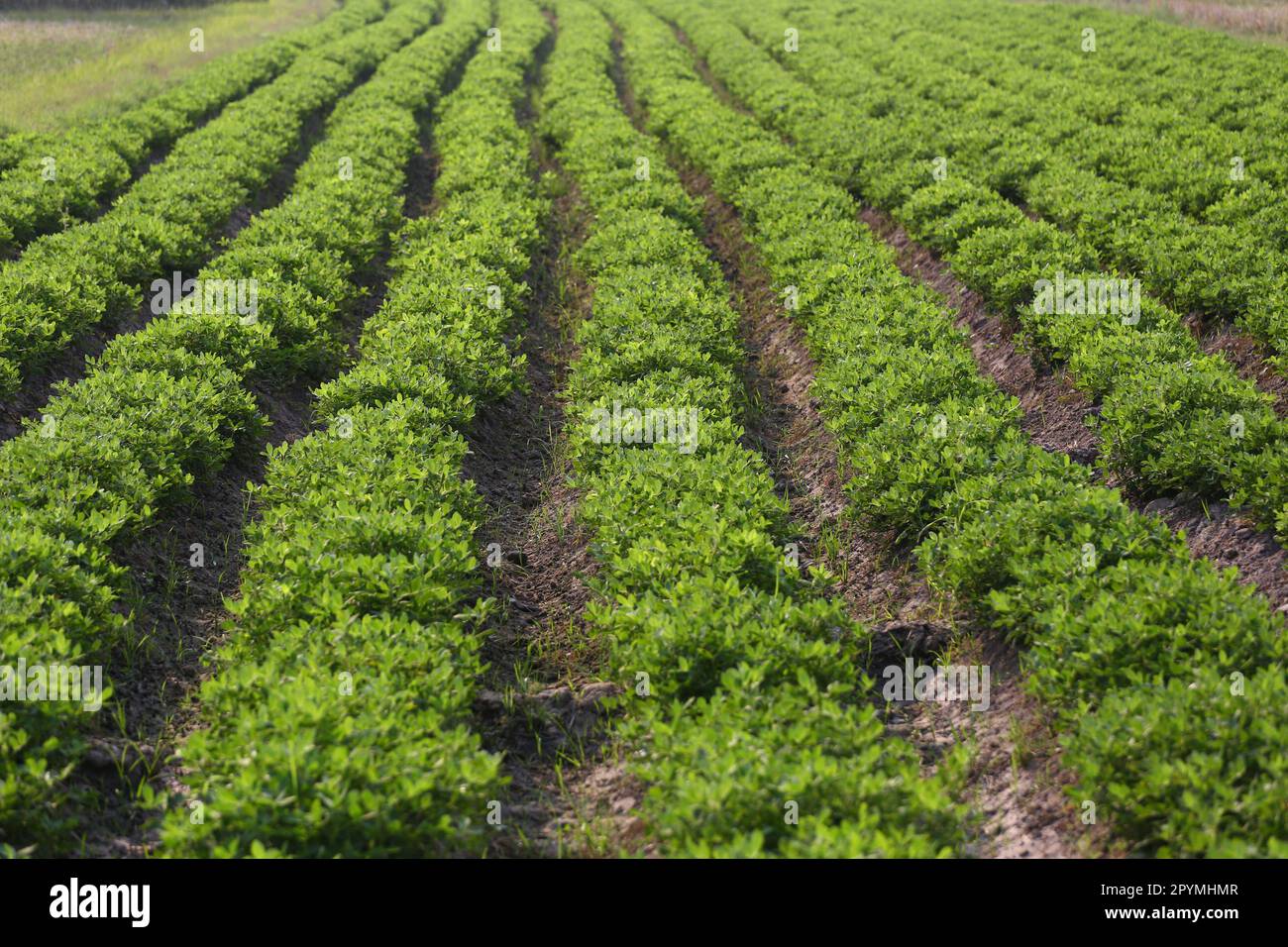 Peanut growing vegetable plot in organic farm, Bean plants that are ...