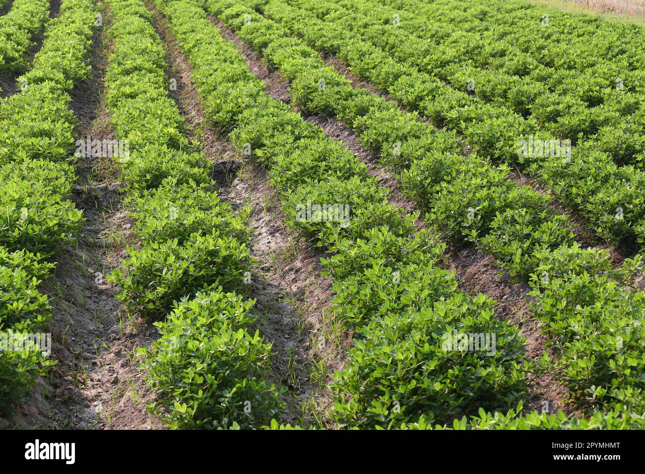 Peanut growing vegetable plot in organic farm, Bean plants that are ...