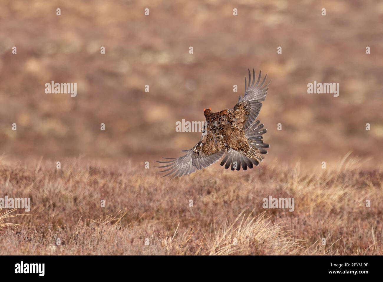 Red Grouse (Lagopus lagopus scotica) back view flying coming into land ...