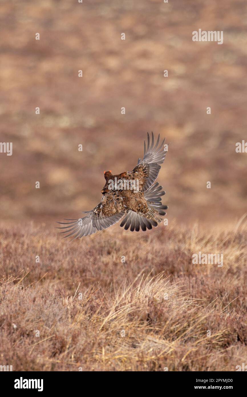 Red Grouse (Lagopus lagopus scotica) back view flying coming into land ...