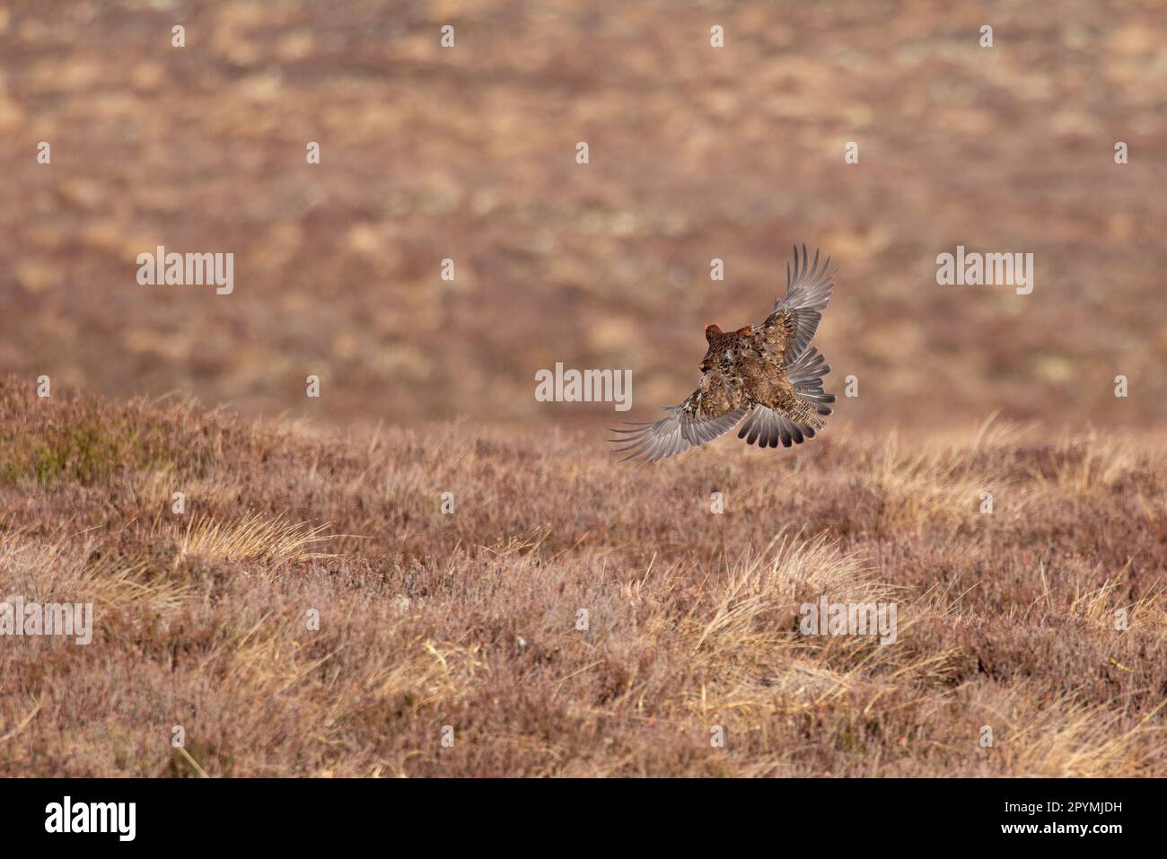 Red Grouse (Lagopus lagopus scotica) back view flying coming into land ...
