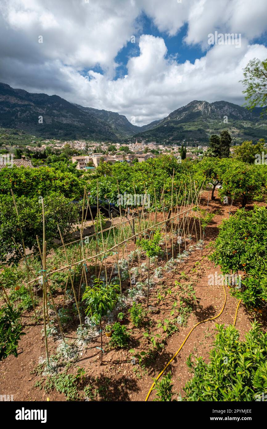 Soller vegetable garden, Soller valley route, Mallorca, Balearic ...