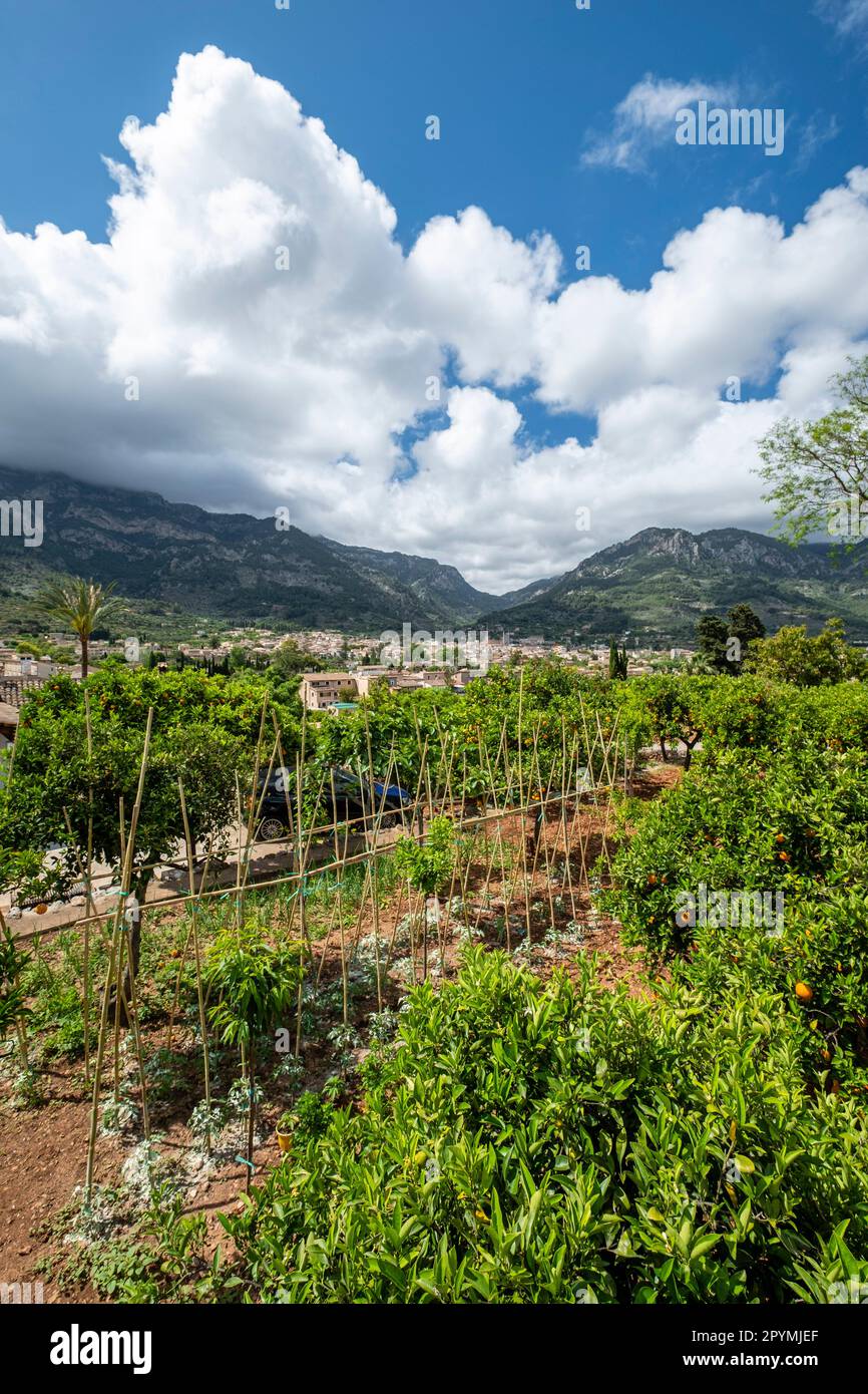 Soller valley mallorca hi-res stock photography and images - Alamy