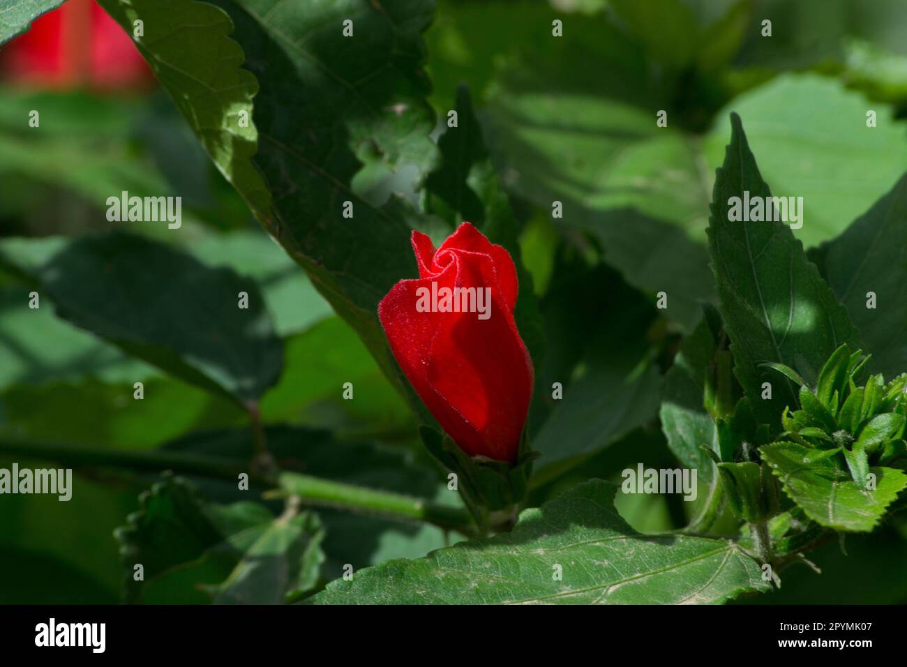 A young hibiscus flower (Hibiscus sabdariffa Stock Photo - Alamy