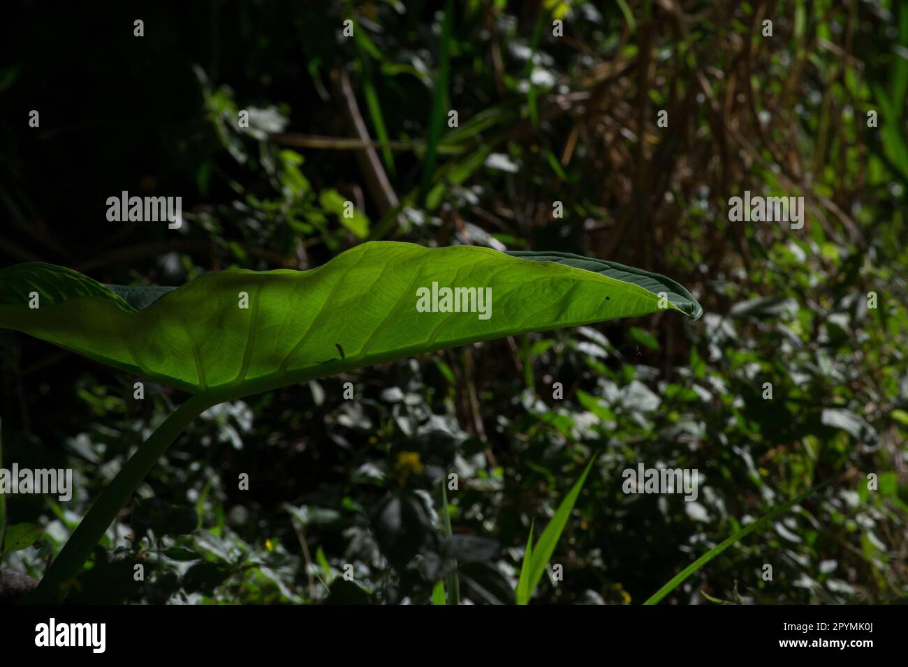 A large leaf of the taioba plant (Xanthosoma sagittifolium Schott) in ...