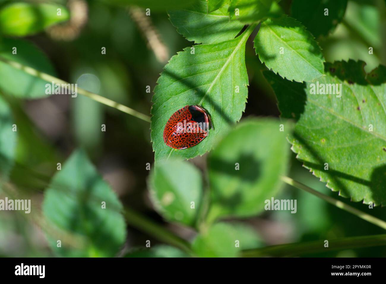 The turtle coleopter (Stolas lacordairei) resting under a plant on ...