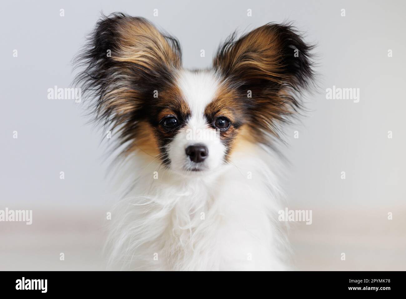 Portrait of cute tricolor papillon puppy on white background Stock ...