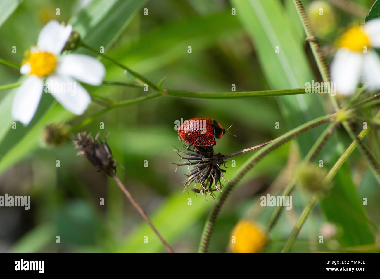 The turtle coleopter (Stolas lacordairei) resting under a plant on ...