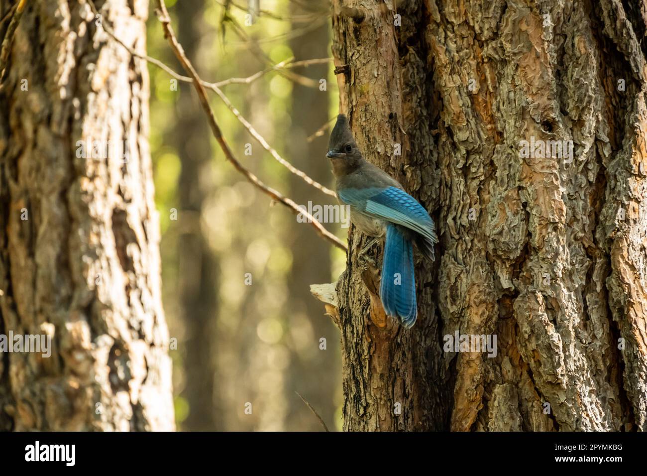 Stellars Jay Perched On Pine Tree Looks Toward Camera in forest of ...