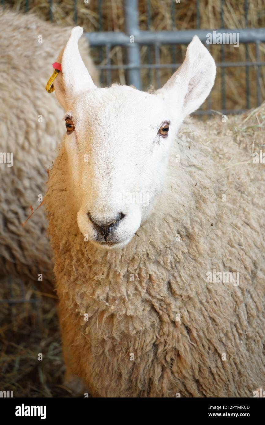 A close-up image of a white sheep in a rustic barn Stock Photo - Alamy