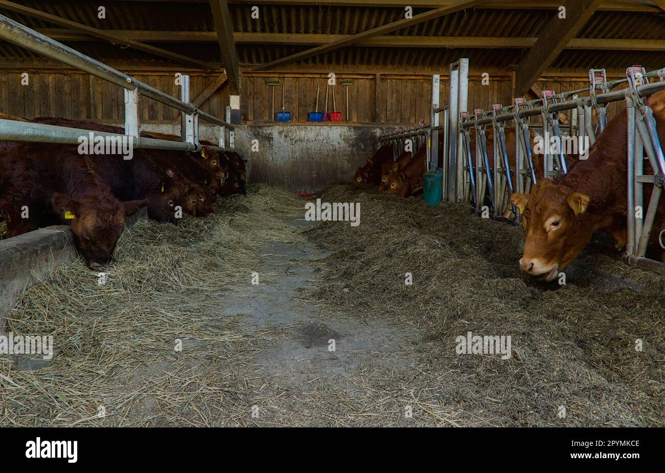 A herd of cows are gathering around the feed house to eat, as they ...