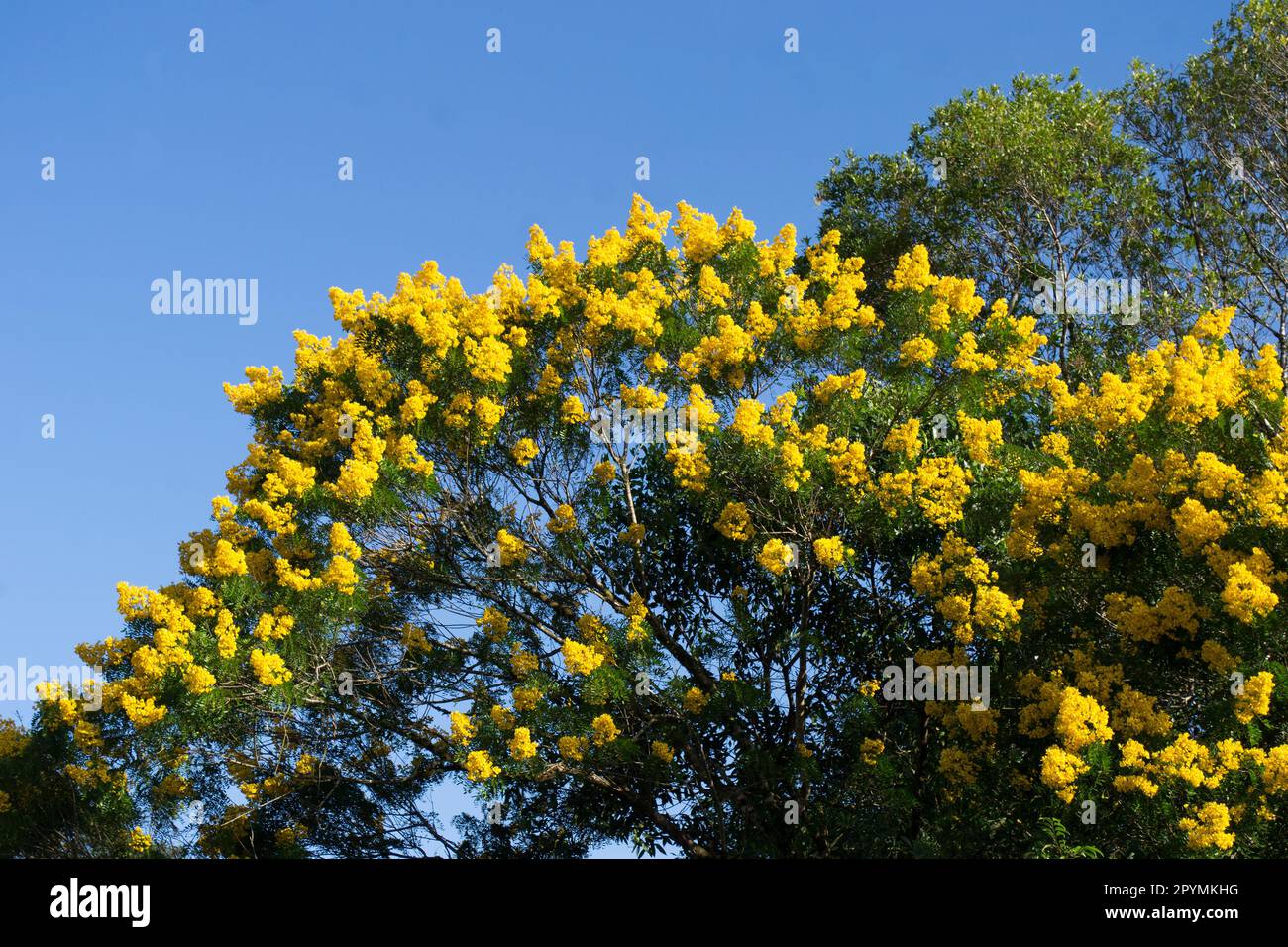 Yellow Ipê tree (Handroanthus albus) in full bloom, showing its ...