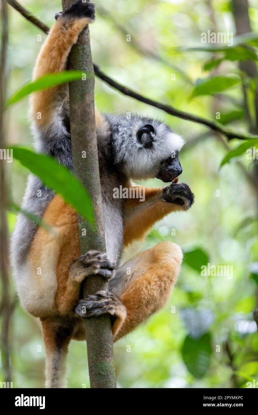 Colorful Diademed Sifaka lemur, (Propithecus diadema) Endangered ...
