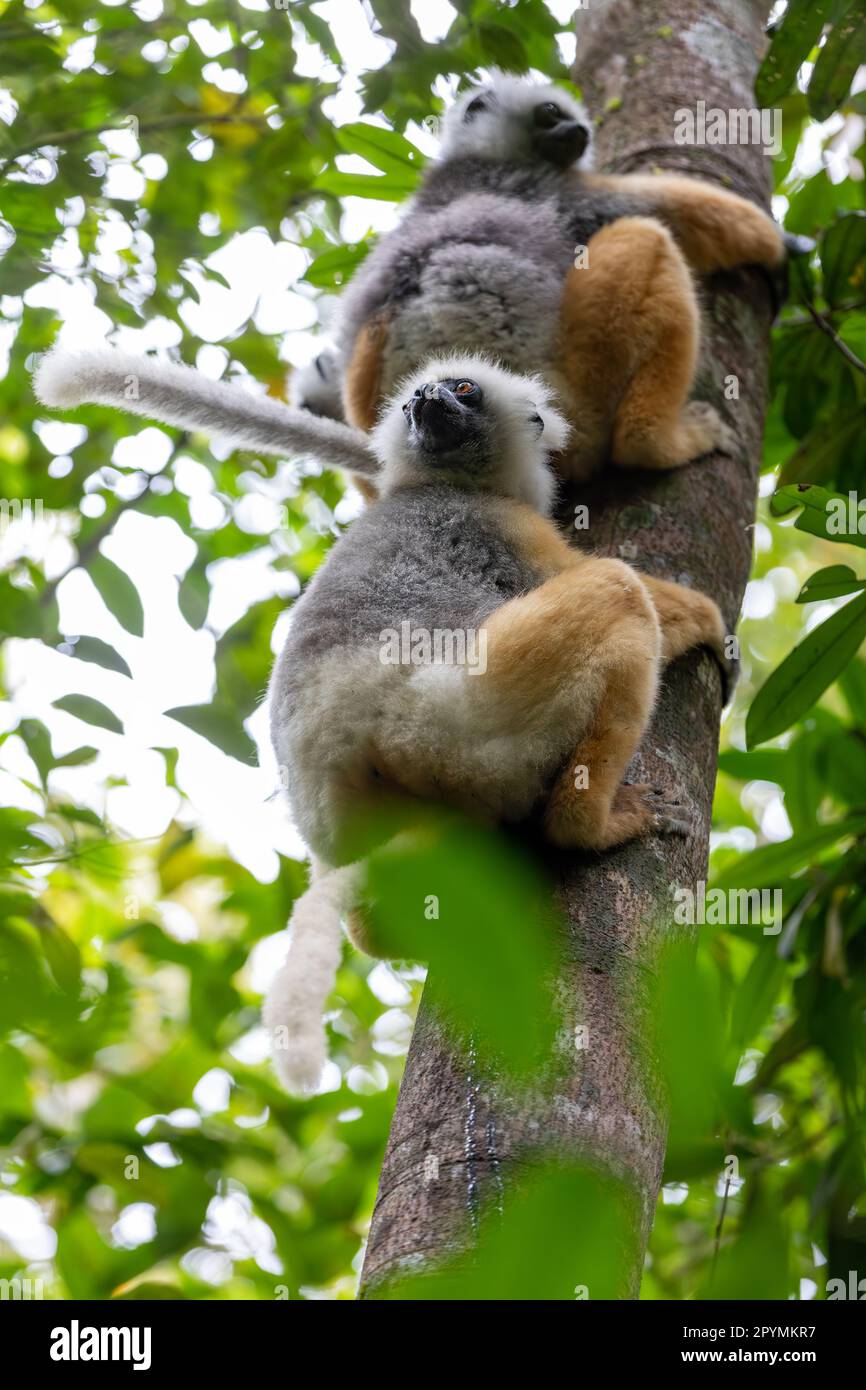 Colorful Diademed Sifaka lemur, (Propithecus diadema) Endangered ...