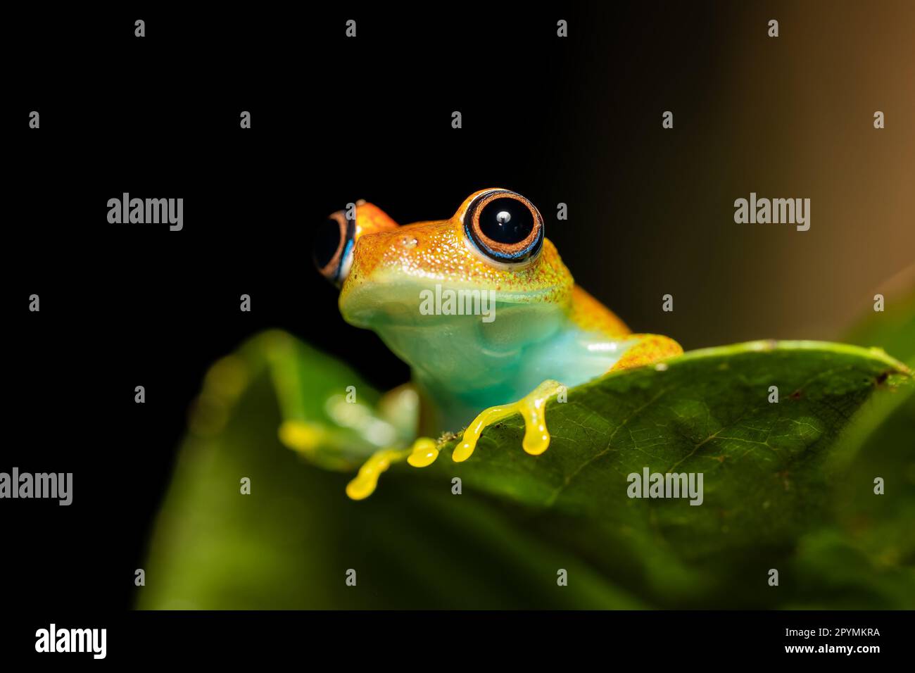 Green Bright-Eyed Frog (Boophis Viridis), species of endemic frog in ...