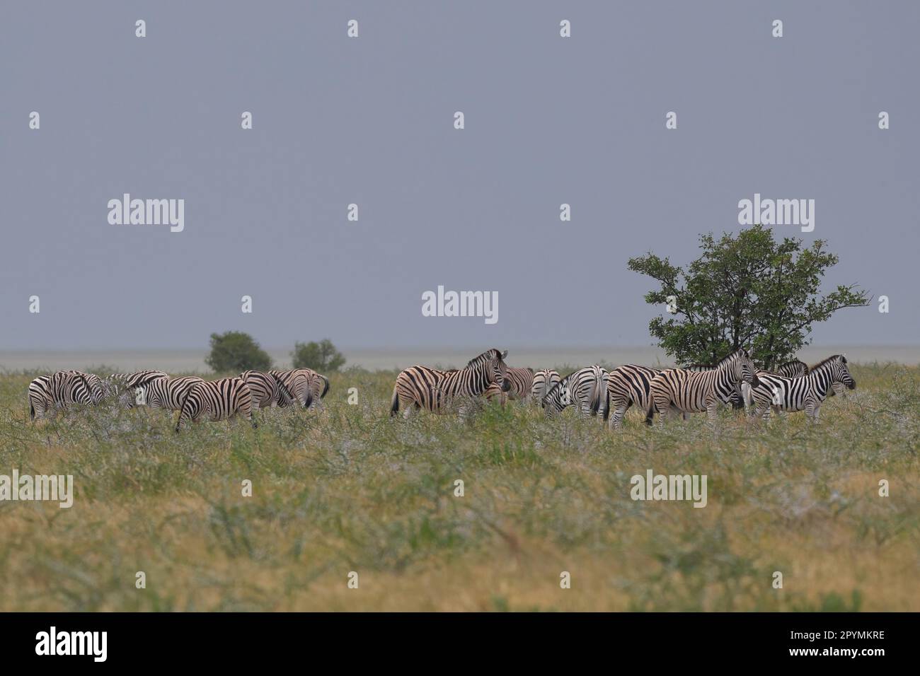 Zebras in tree hi-res stock photography and images - Alamy