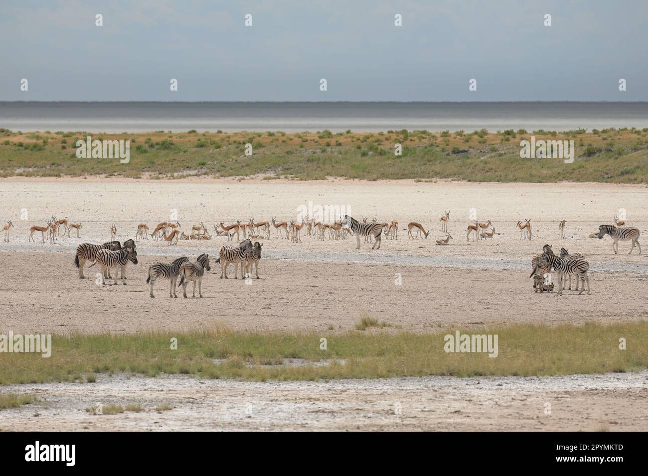 zebras in the etosha pan, Namibia Stock Photo - Alamy