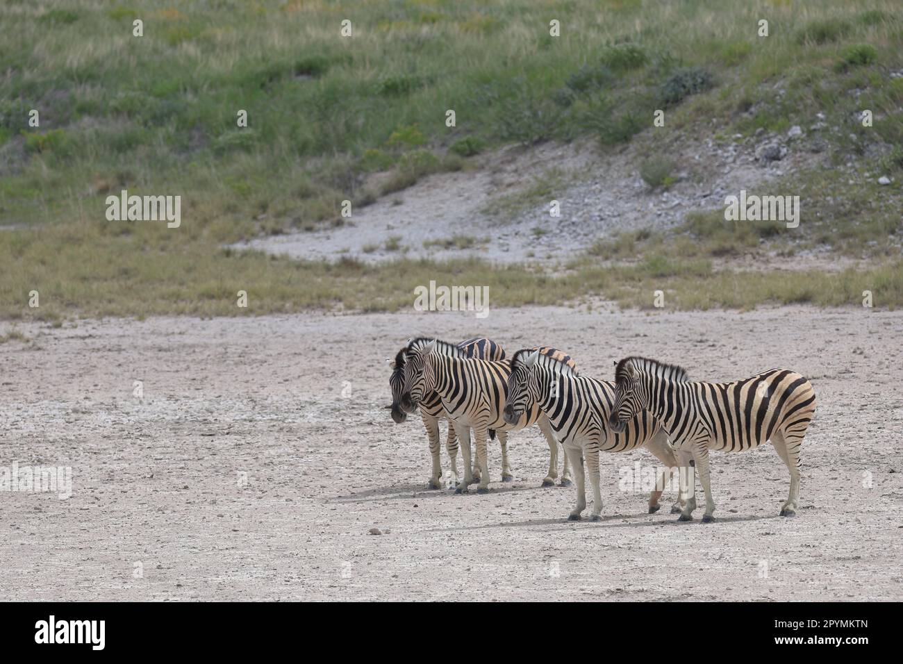 zebras in the etosha pan, Namibia Stock Photo - Alamy