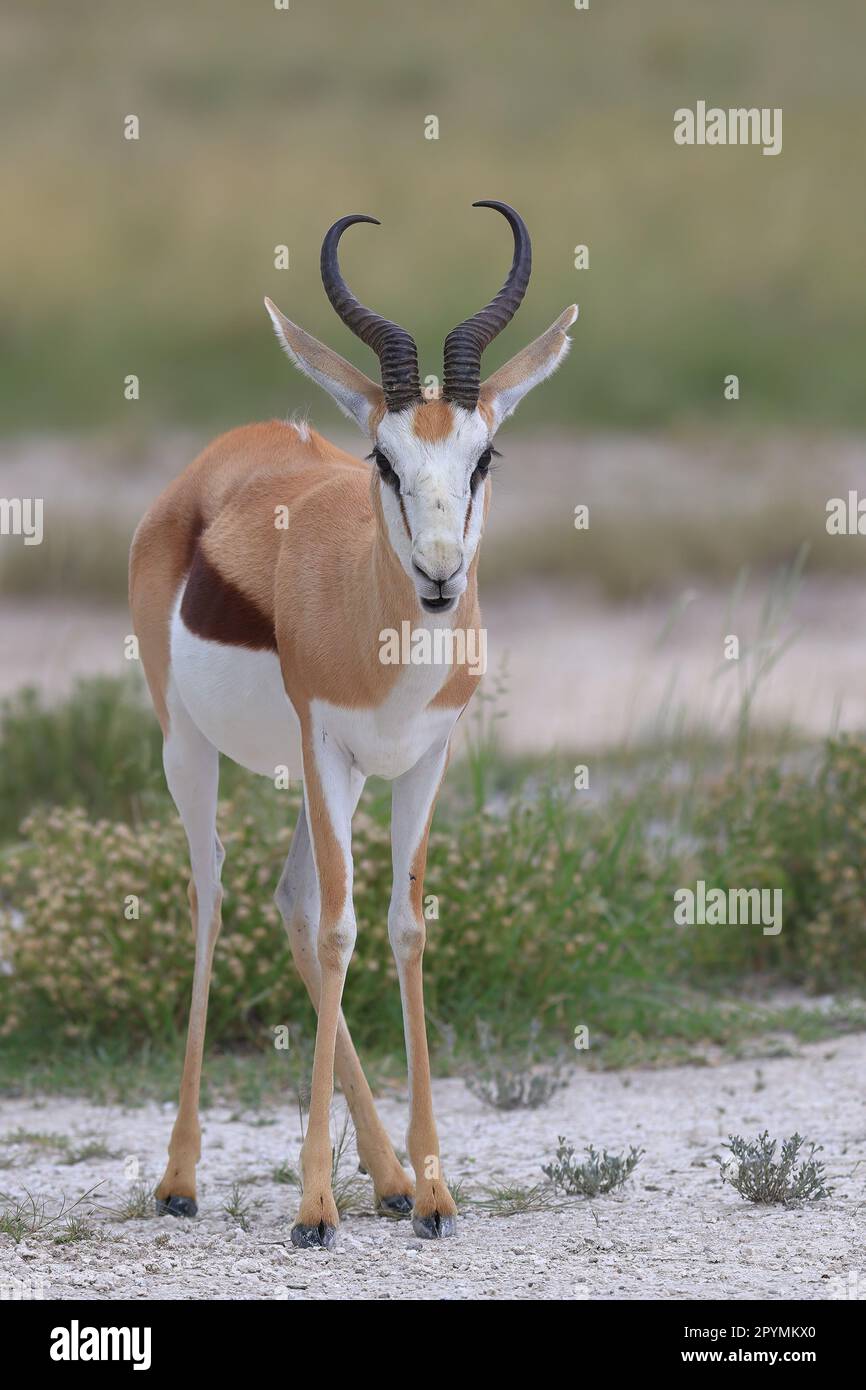 Beautiful springbok antidorcas marsupialis hi-res stock photography and ...