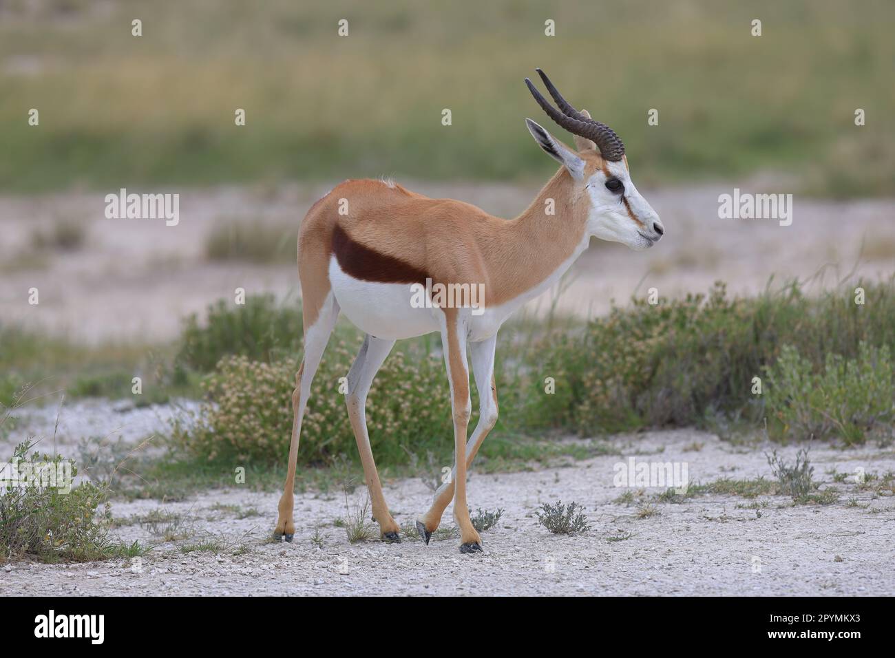Springbok wildlife safari travel hi-res stock photography and images ...