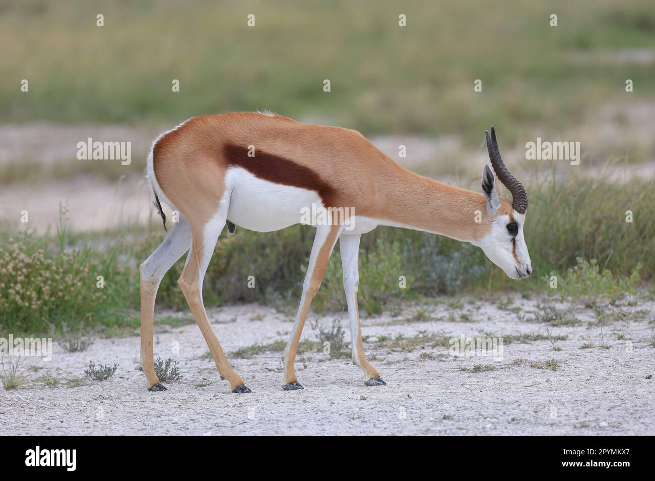 springbok in the wild of etosha, Namibia Stock Photo - Alamy