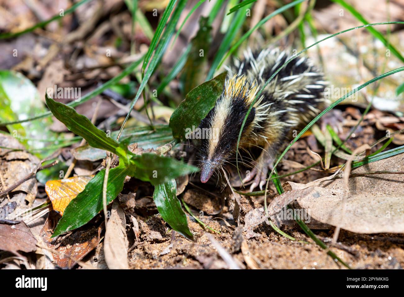 Lowland Streaked Tenrec (Hemicentetes Semispinosus), wild endemic ...