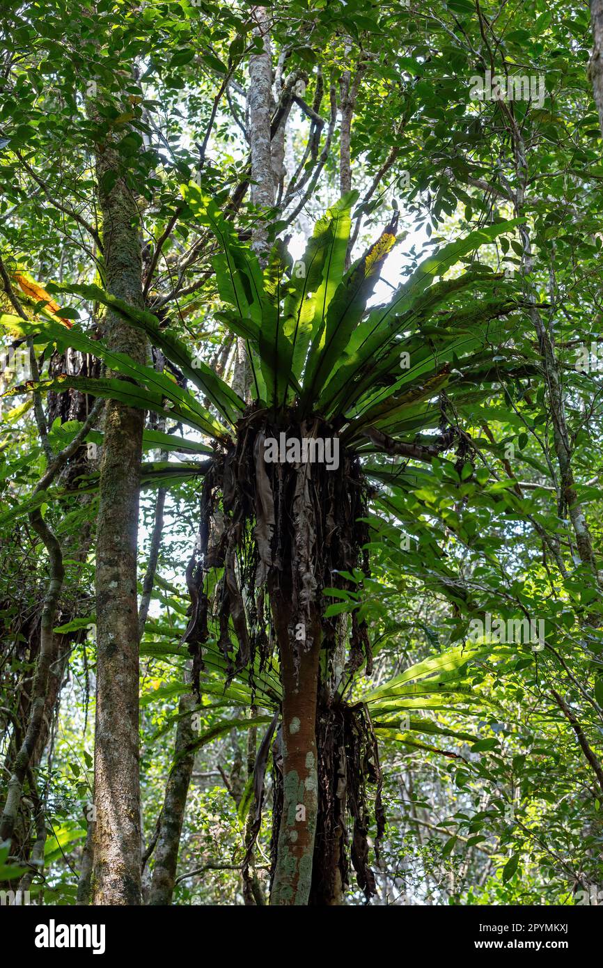 The lush foliage of Madagascar's Mantadia rainforest, Plant epiphyte ...