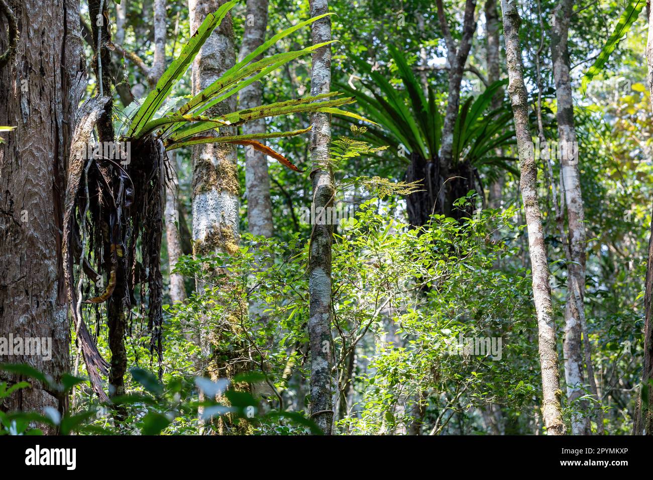 The lush foliage of Madagascar's Mantadia rainforest, Plant epiphyte ...