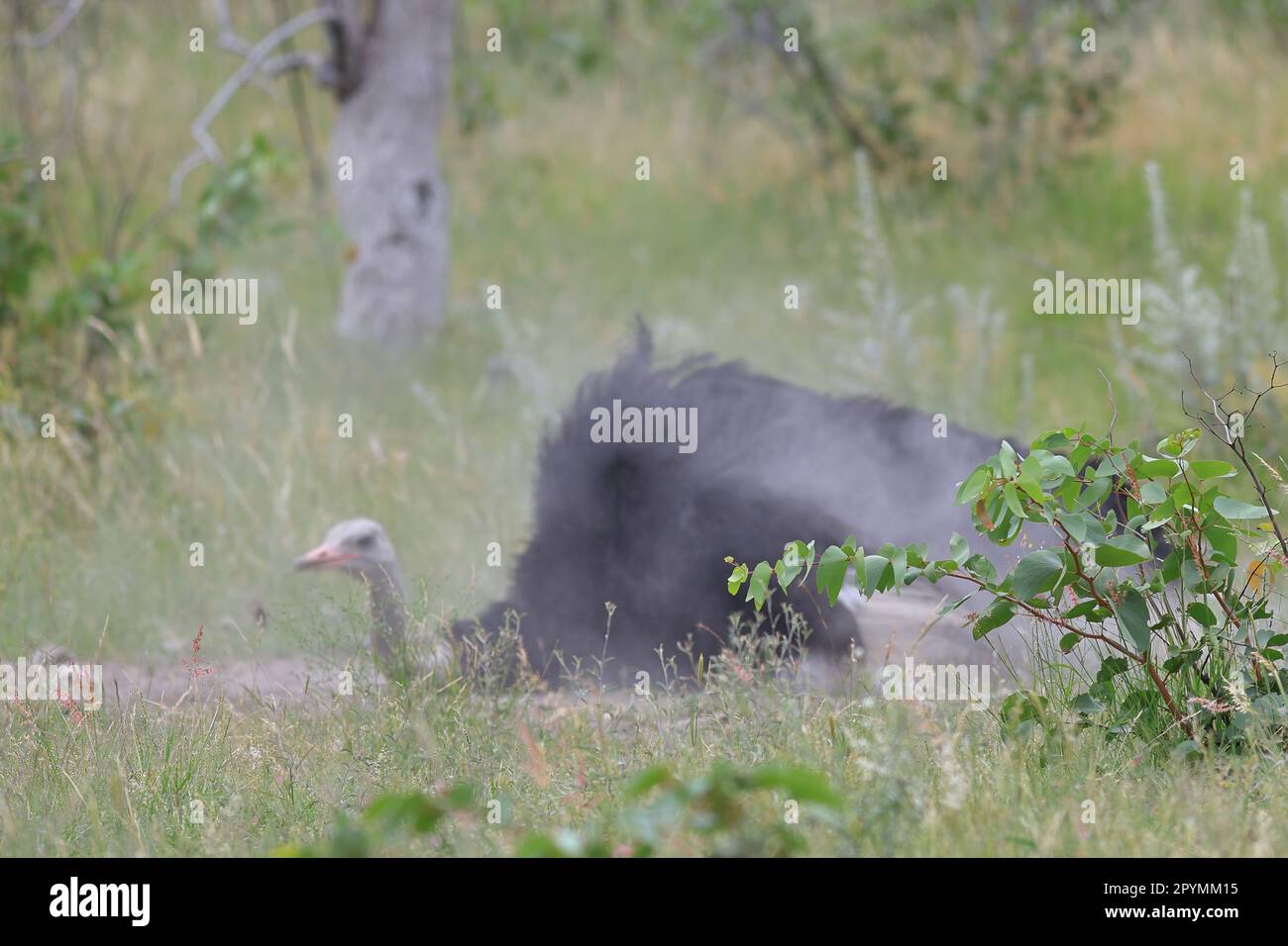 ostrich shaking in the dust of etosha, namibia Stock Photo - Alamy