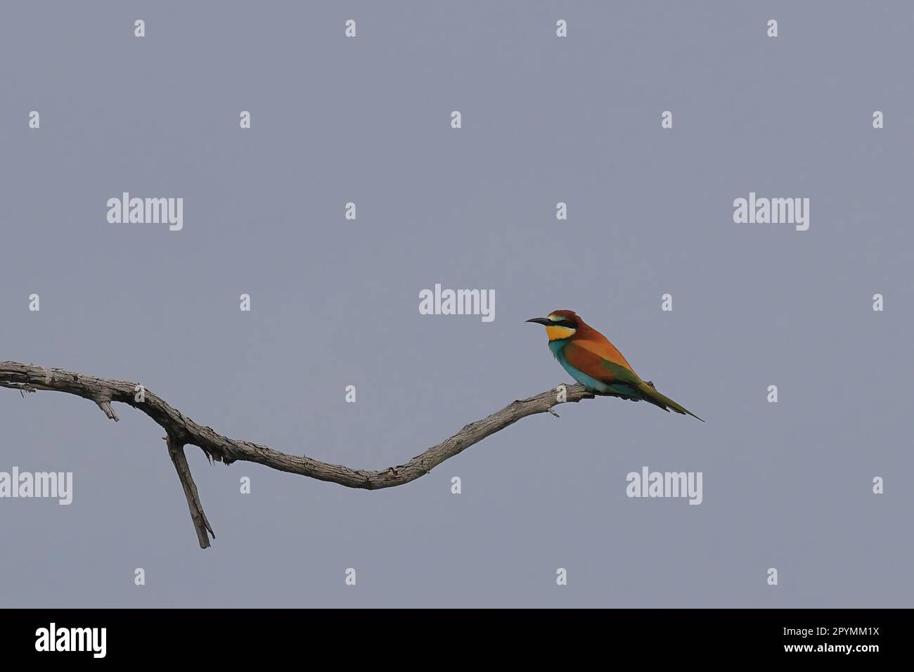 bee-eater bird perching on a twig in etosha national park, namibia ...