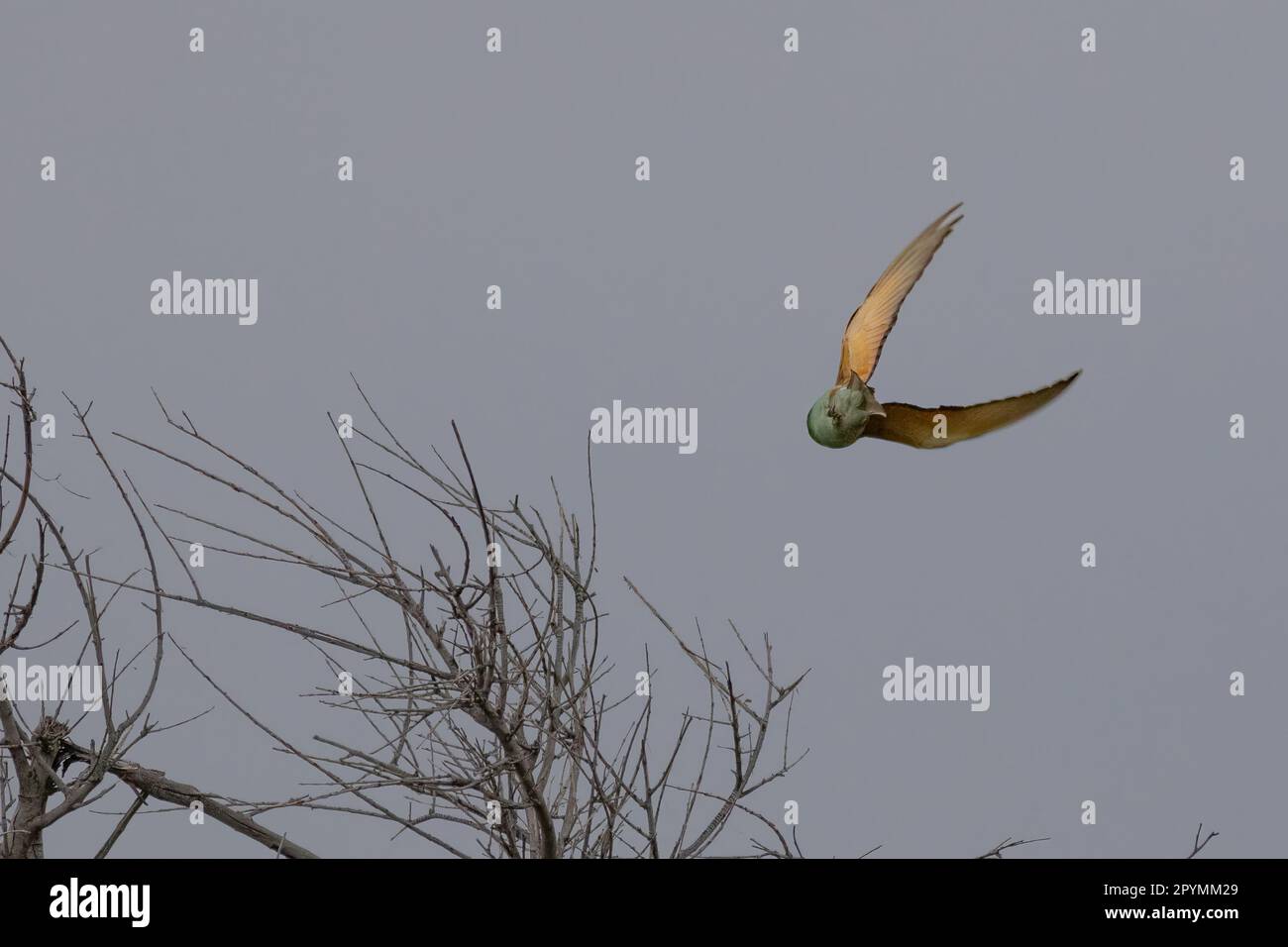 bee-eater bird flying in etosha national park, namibia Stock Photo - Alamy