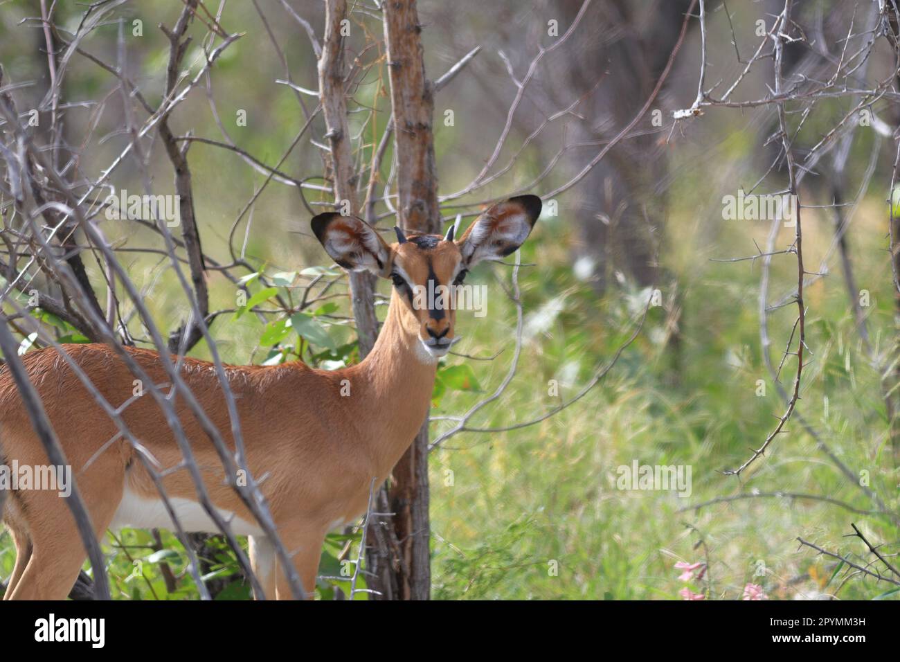 Young impala in kruger hi-res stock photography and images - Alamy