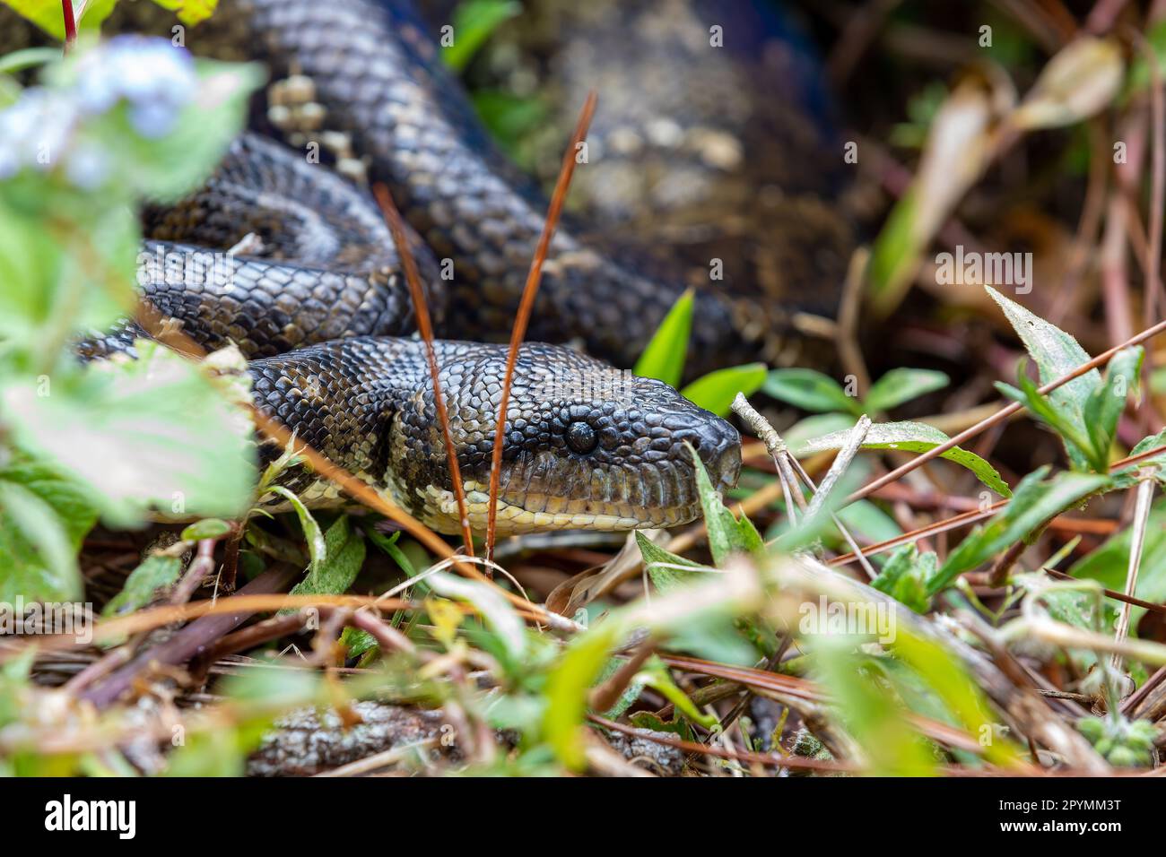 Sanzinia madagascariensis, also known as the Malagasy tree boa or ...
