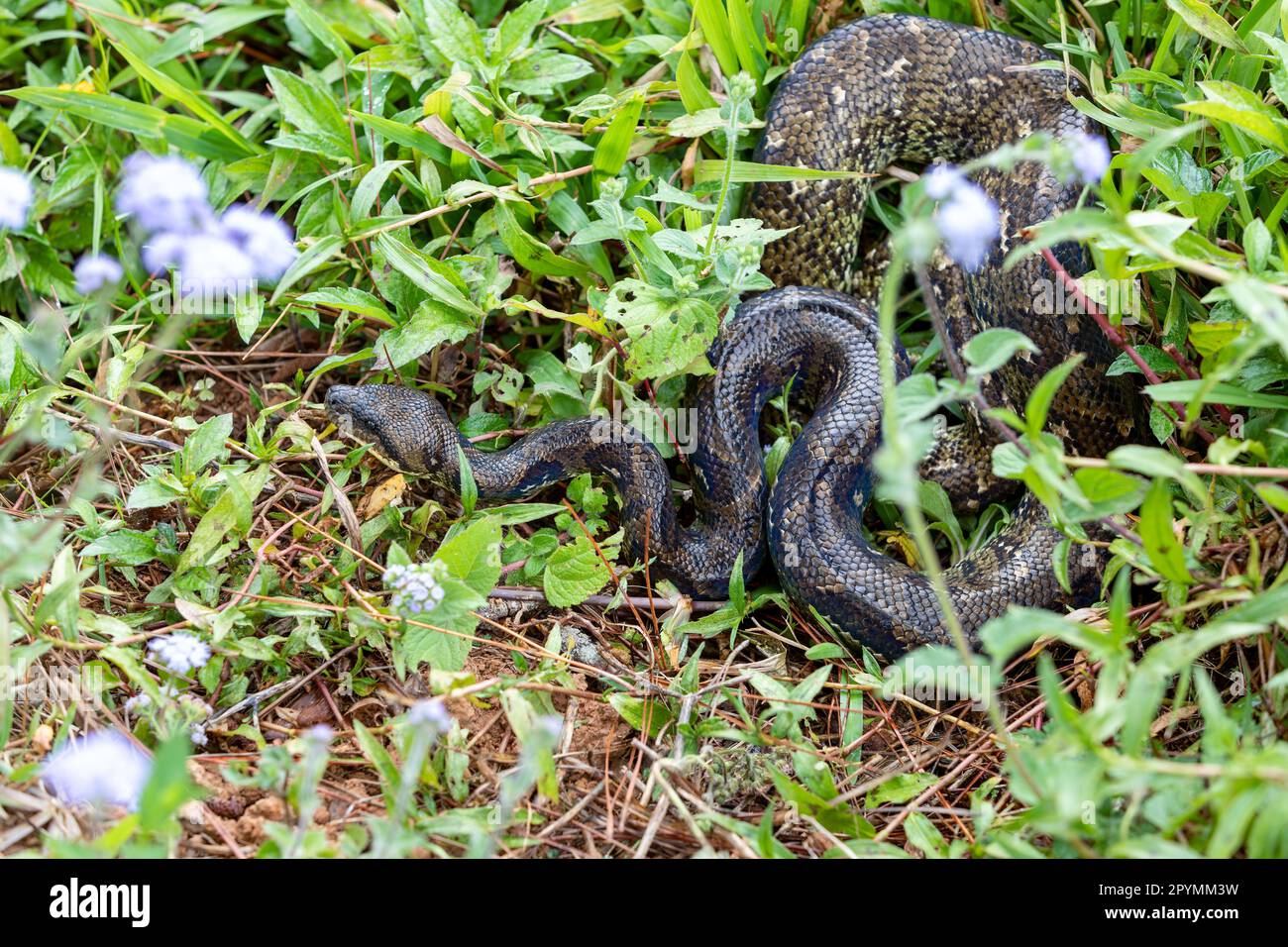 Sanzinia madagascariensis, also known as the Malagasy tree boa or ...