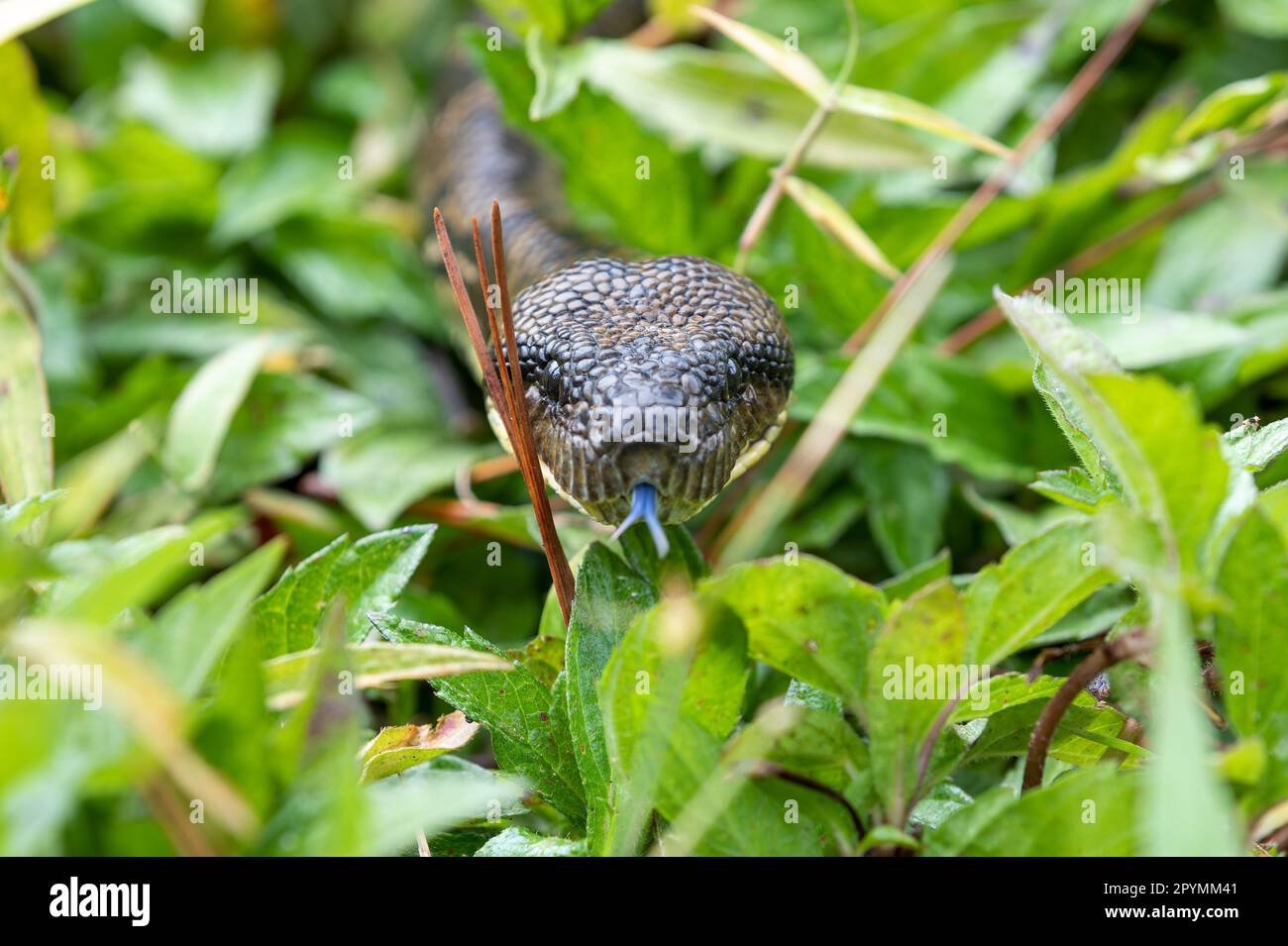 Sanzinia madagascariensis, also known as the Malagasy tree boa or ...