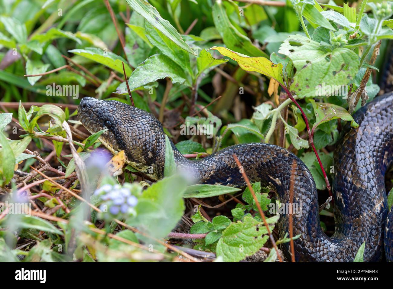 Sanzinia madagascariensis, also known as the Malagasy tree boa or ...