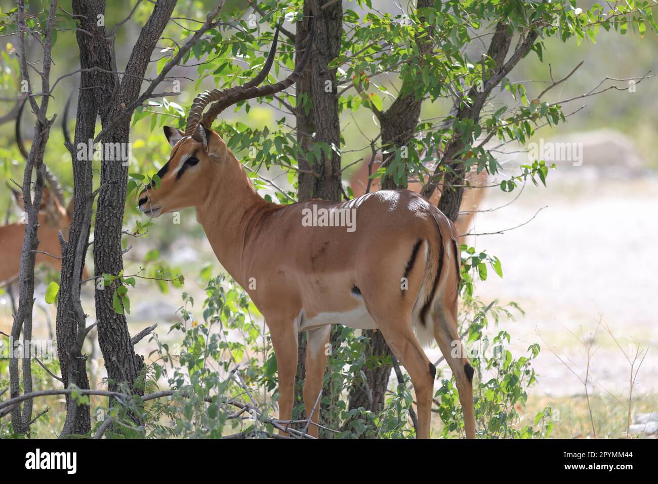 black-faced impala in the wild of etosha Stock Photo - Alamy