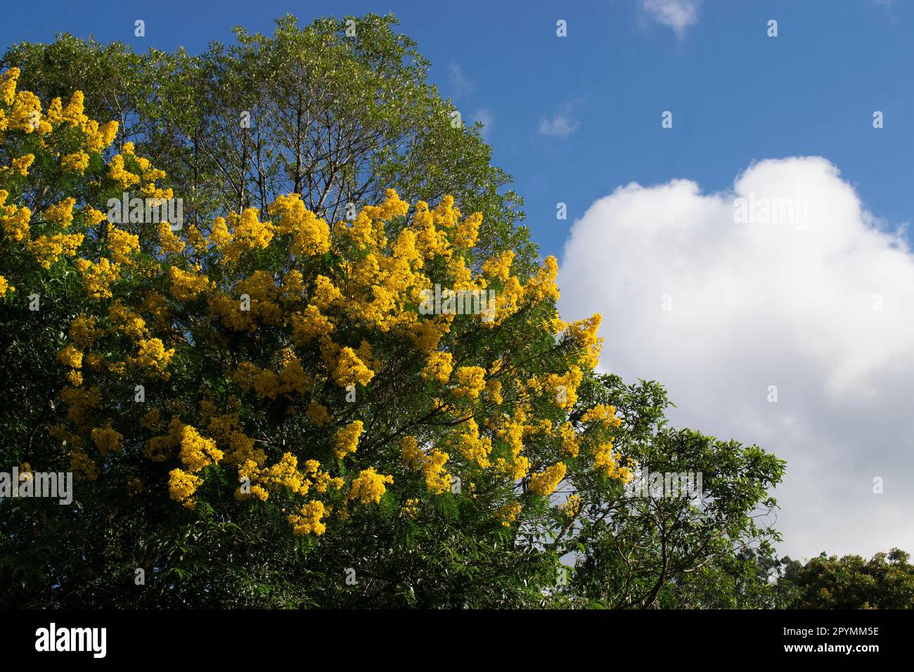Yellow Ipê tree (Handroanthus albus) in full bloom, showing its ...