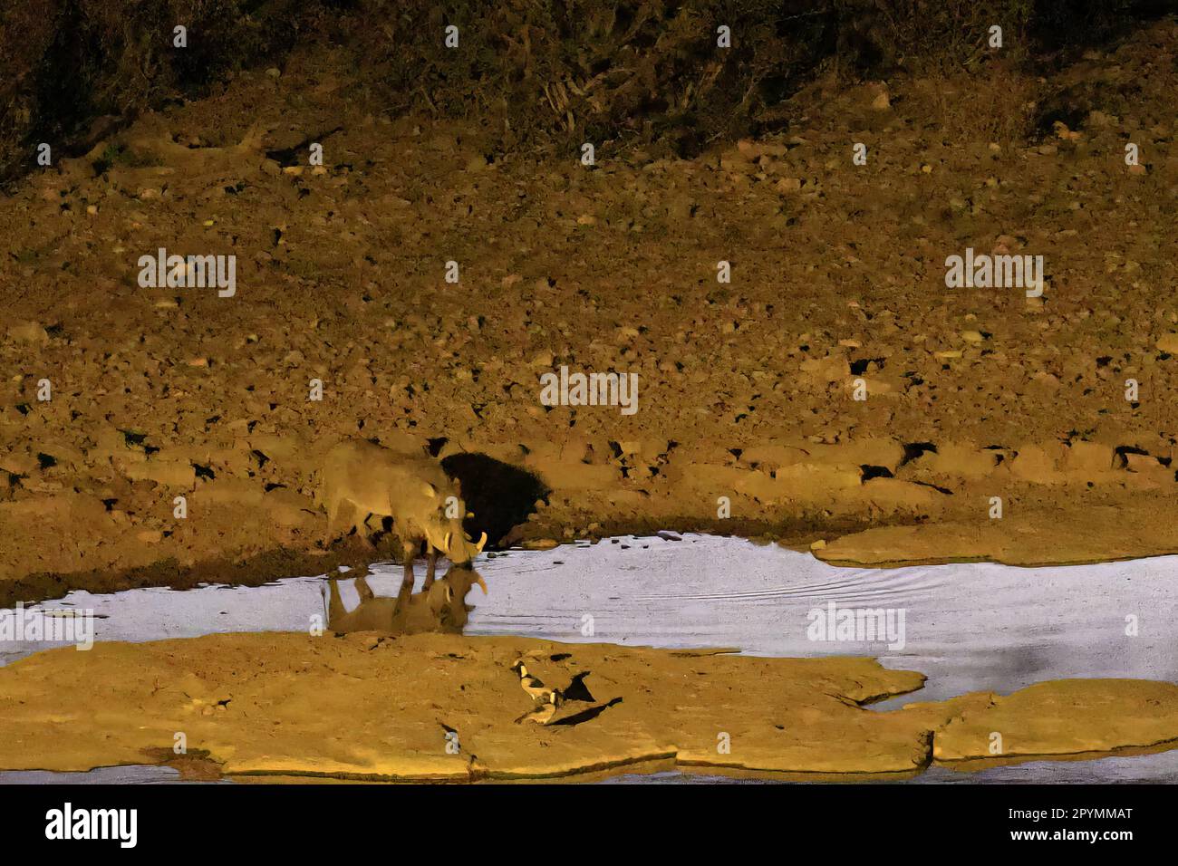 warthog on a water hole in etosha at night Stock Photo - Alamy