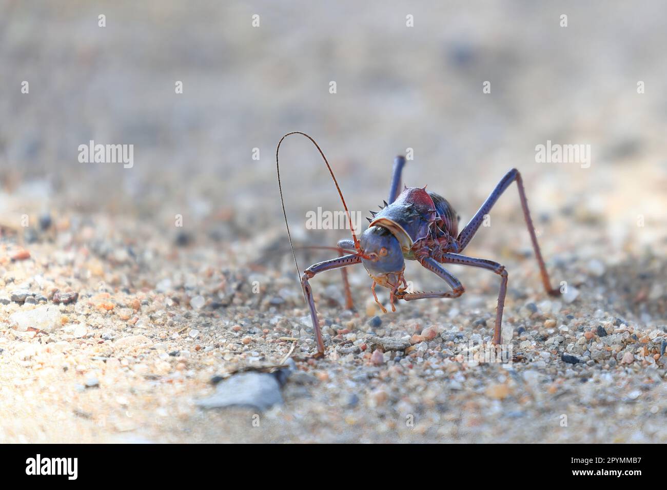 Cricket legs insect hi-res stock photography and images - Alamy