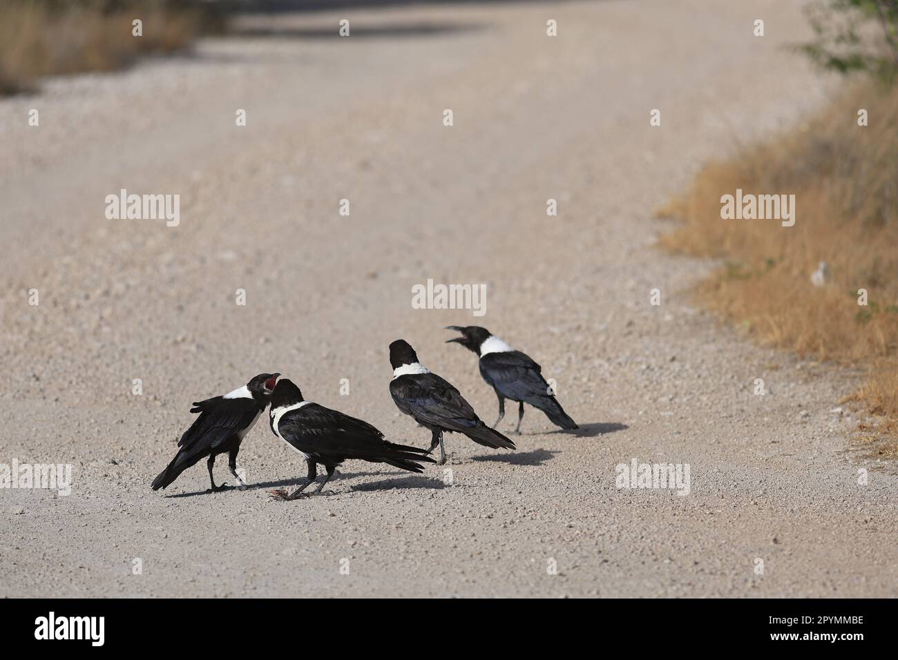 flock of pied crows perching on a gravel road in Namibia Stock Photo ...