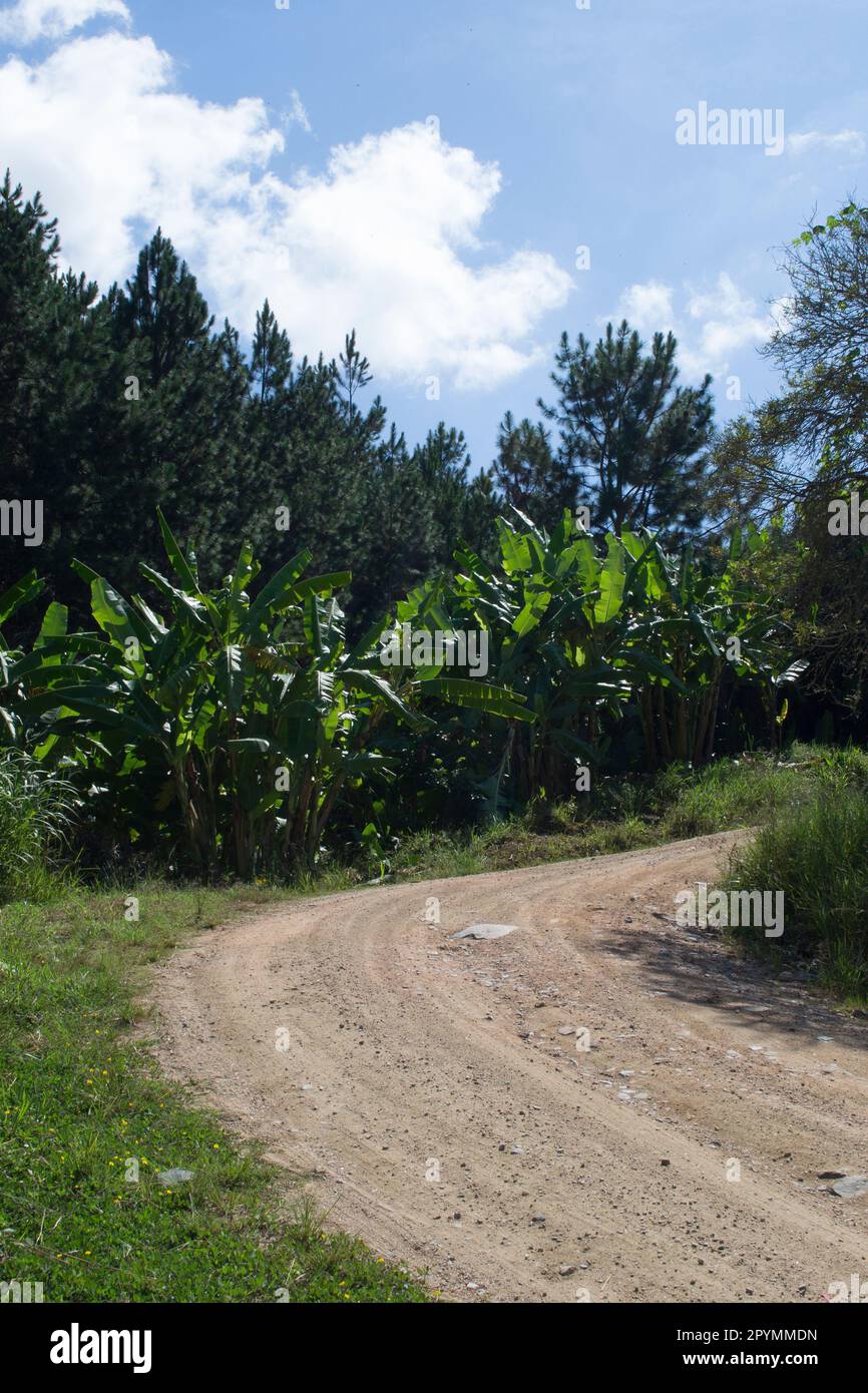 Atlantic forest with banana trees (Musa acuminata 'Dwarf Cavendish ...