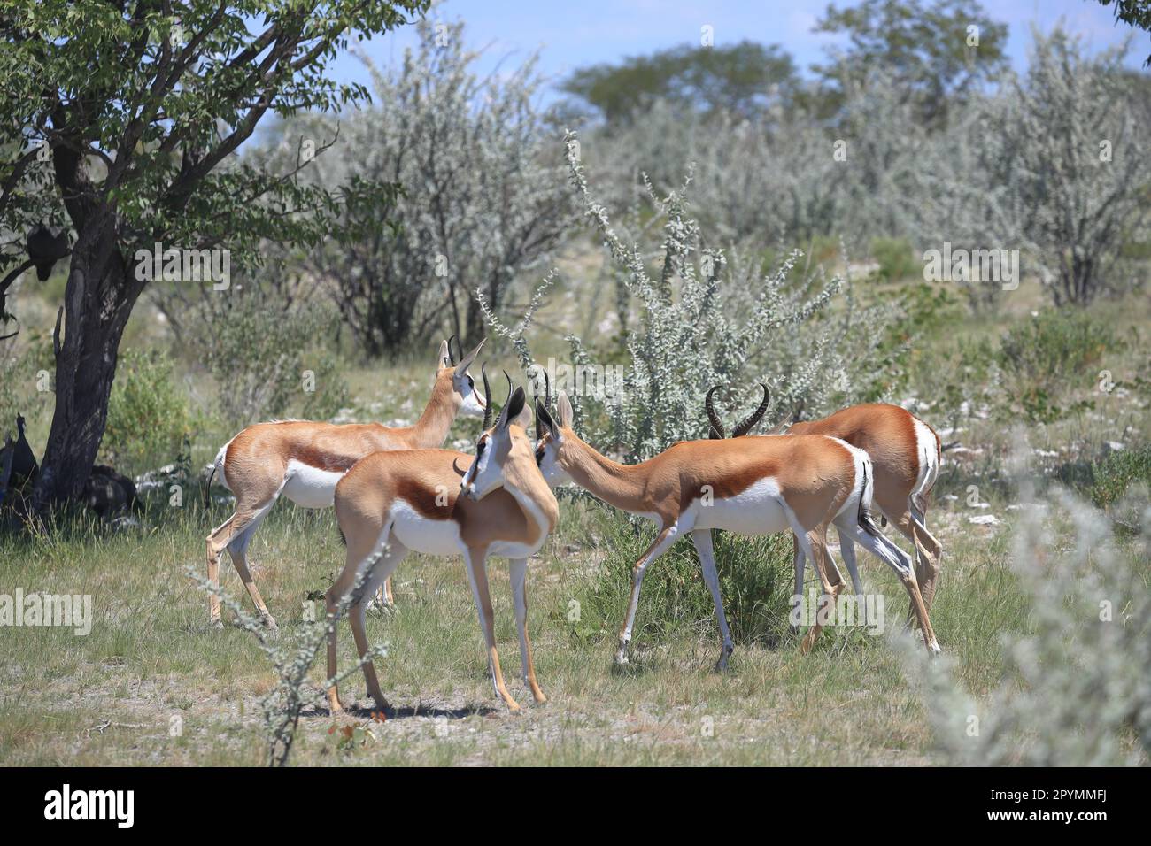 springboks in the wild of Etosha National Park, Namibia Stock Photo - Alamy