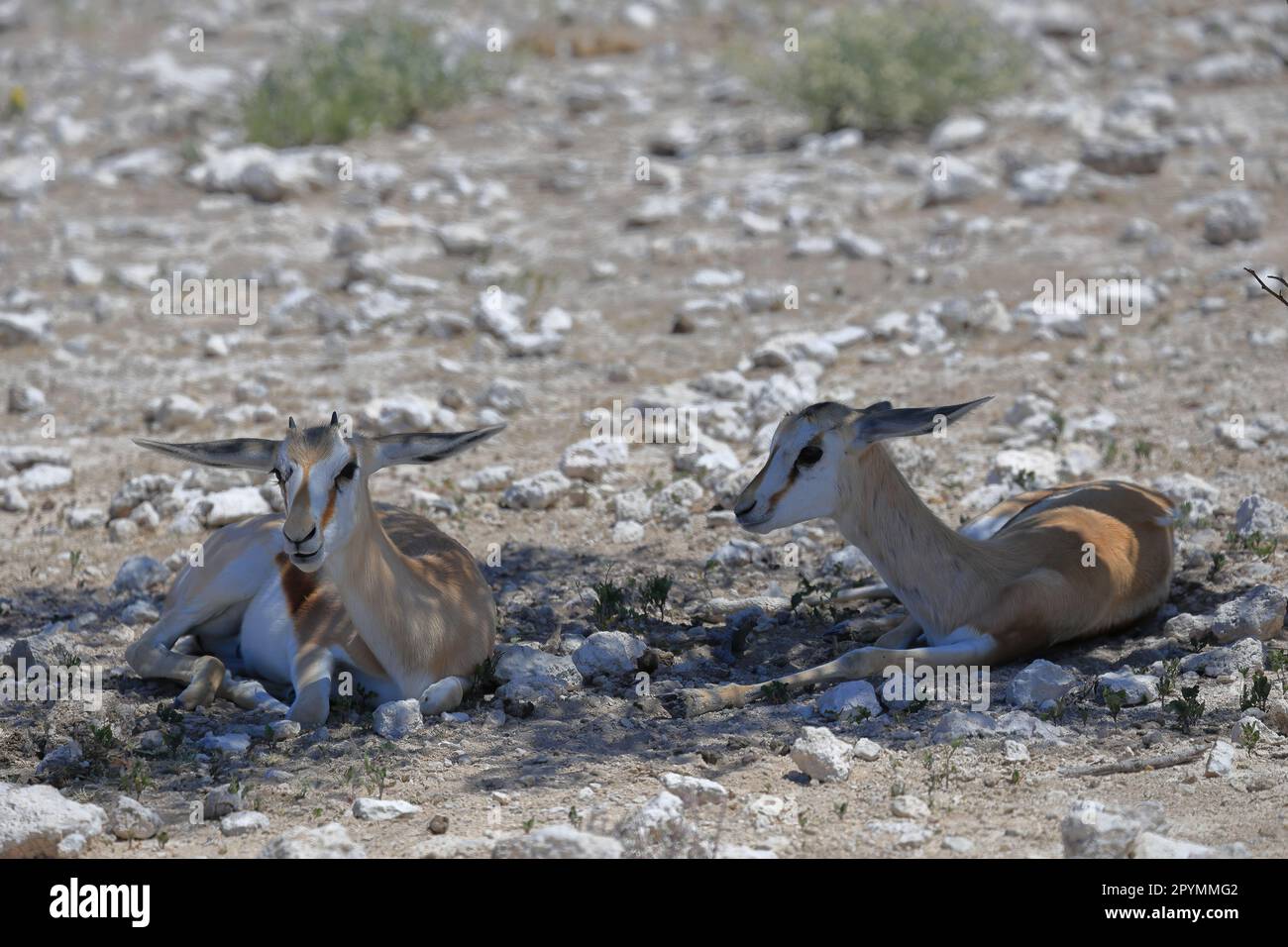 Springbok antidorcas marsupialis resting hi-res stock photography and ...