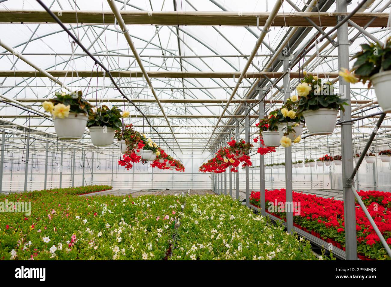 Inside a flower greenhouse, floral business, floriculture industry ...